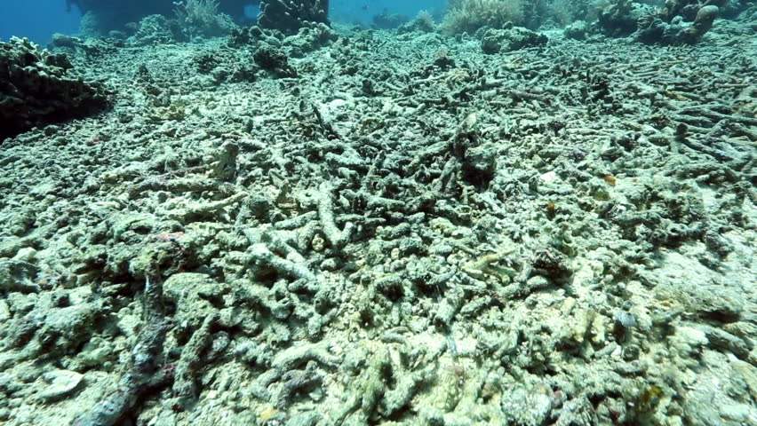 Half the World's Coral Reefs Destroyed by Climate Change - The St Kitts ...
